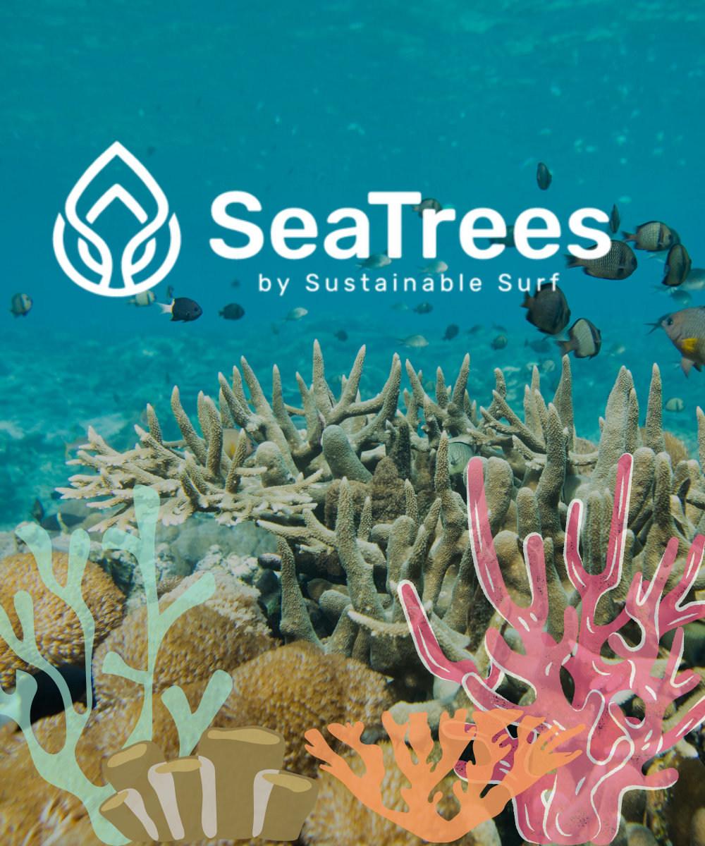Growing underwater forests with Sea Trees – Indosole Indonesia